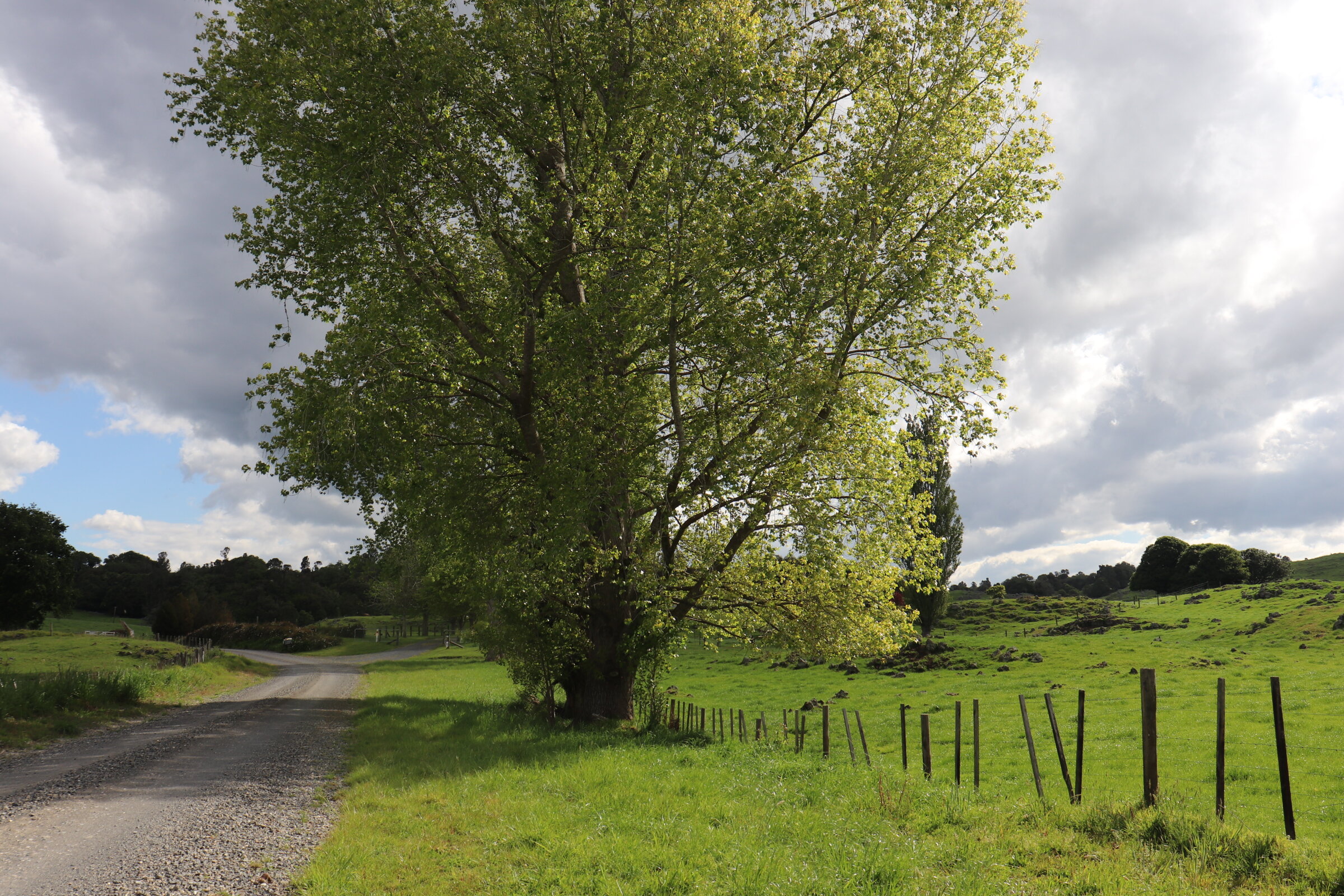 How to Paint Trees and Leaves - Samuel Earp